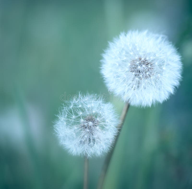 Dandelions stock photo. Image of dandelion, flower, nature - 25052022