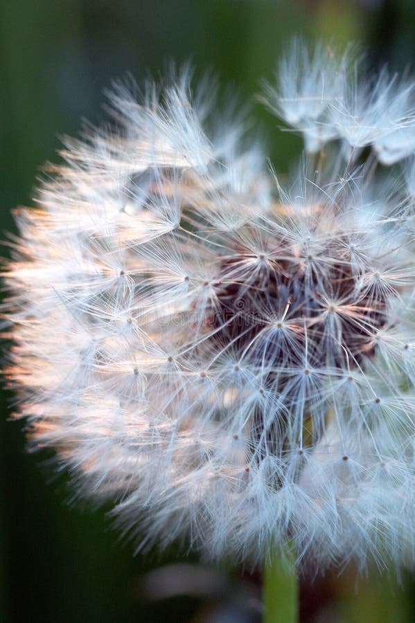 Dandelions #6 stock photo. Image of flowers, high, fragility - 2539096