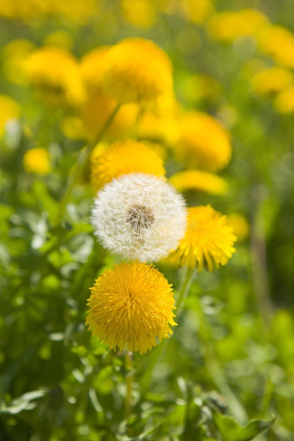 One White Fading Dandelion Yellow Dandelions Stock Photos - Free ...