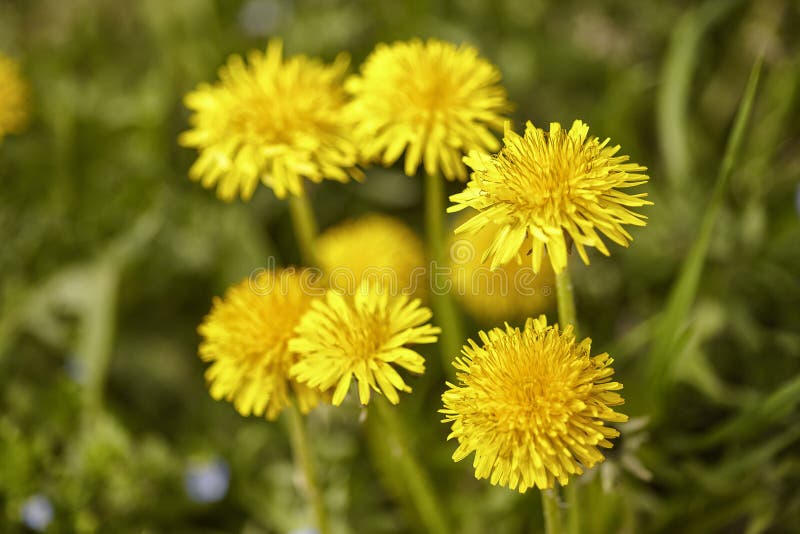 Dandelions Blooms in Spring Stock Image - Image of green, pollination ...