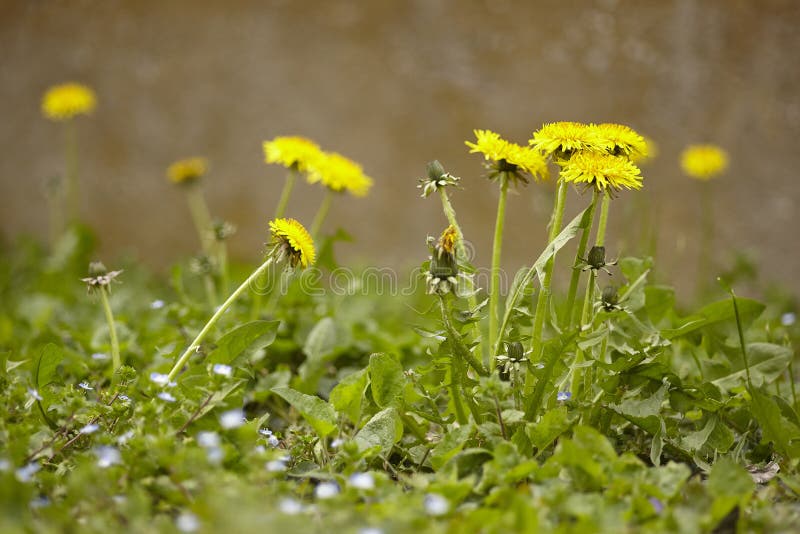 Dandelions Blooms in Spring #3 Stock Photo - Image of macro, grass ...