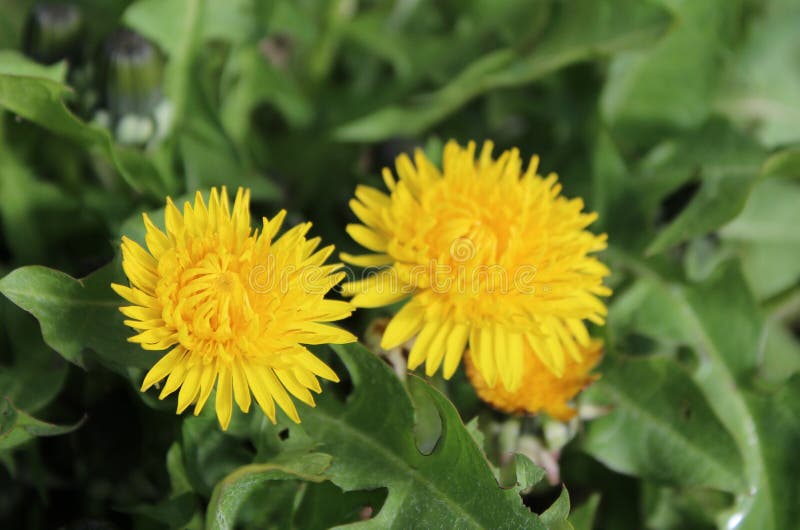 Dandelions Bloom in the Spring Sunshine Stock Photo - Image of ...