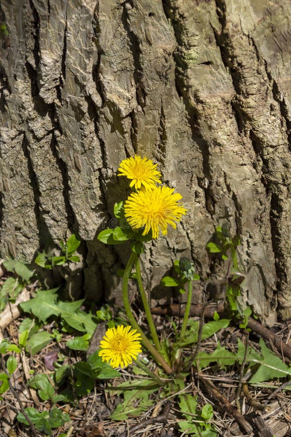 Dandelions Bloomed in the Forest Under a Pine Tree Stock Image - Image ...
