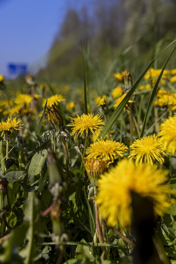 Dandelions Blooming in the Green Grass in Spring Stock Image - Image of ...