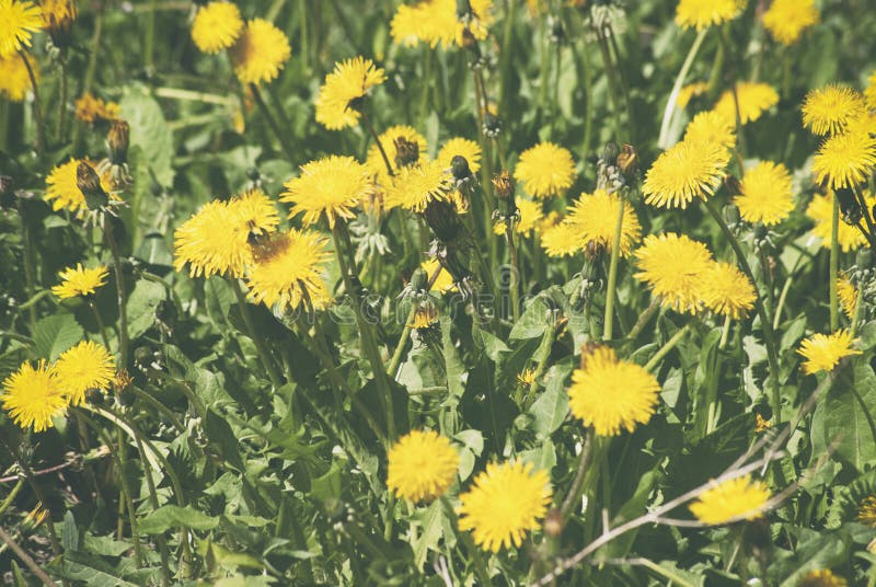 Dandelions Blooming Under the Warm Spring Sun Stock Image - Image of ...