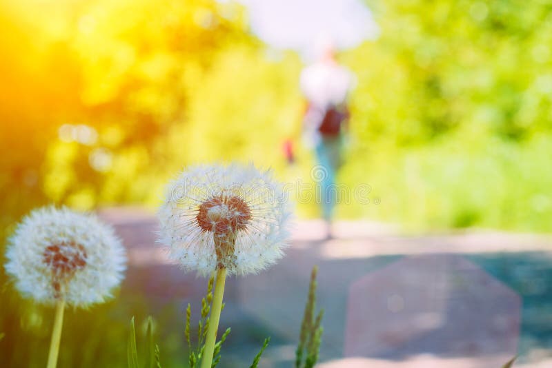 The Dandelions Blowballs Under Sun Flares Near Walk Path Stock Photo ...