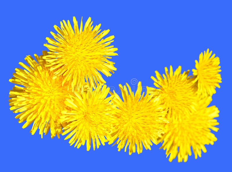 2,767 Blue Wild Dandelions Stock Photos - Free & Royalty-Free Stock ...