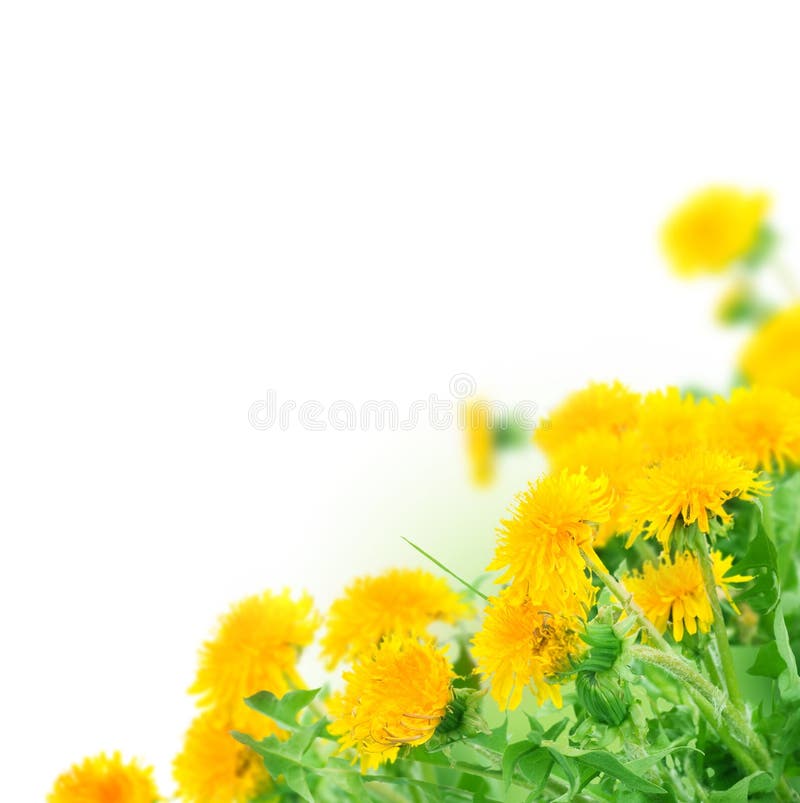 Yellow Flowers Floral Corner Frame, Isolated Stock Image - Image of ...