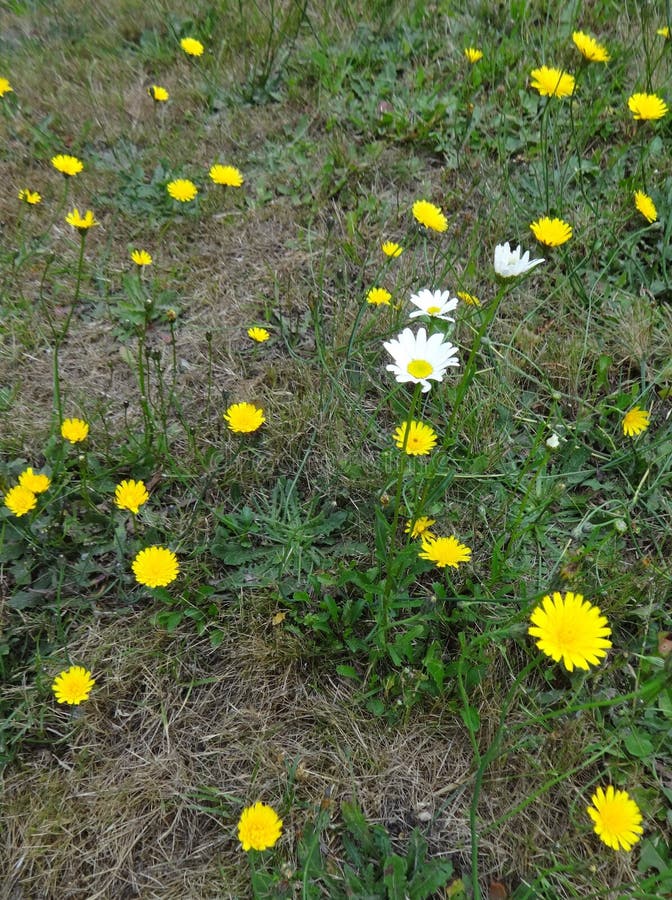 Dandelions and Daisies Bloom in a Field Stock Photo - Image of ...