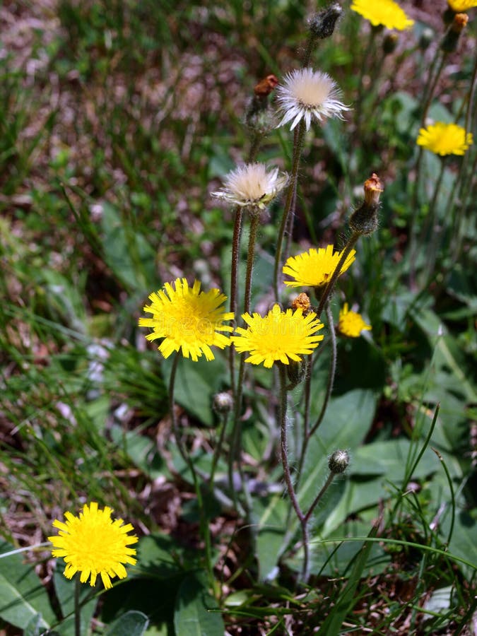Dandelions stock photo. Image of spring, growth, wild - 54526498