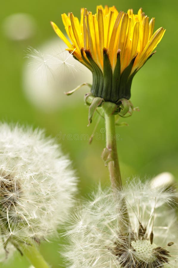 Stage Development Dandelion Stock Photos - Free & Royalty-Free Stock Photos from Dreamstime