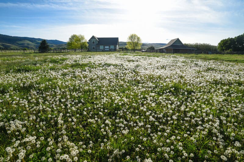 Dandelions in Farm Field stock photo. Image of spring - 276171414