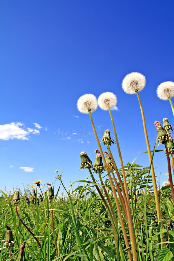 Dandelions on field stock photo. Image of biology, fluffy - 11850354