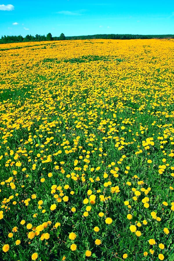 Dandelion stock photo. Image of blossom, landscape, heaven - 11604426