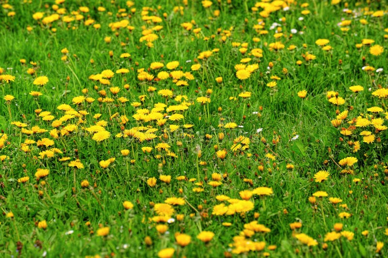 Dandelions stock photo. Image of flowers, light, close - 40266822