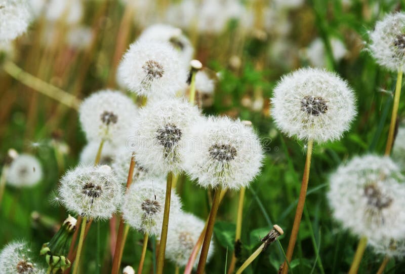 Dandelions. stock photo. Image of biology, flora, float - 77572042