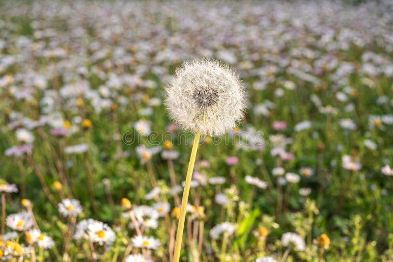 Dandelions in Field. Plant in Spring. Details of Summer Nature Stock ...