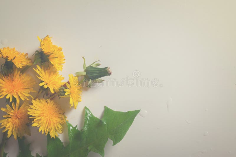 Dandelions flat lay scene stock photo. Image of summer - 93648844
