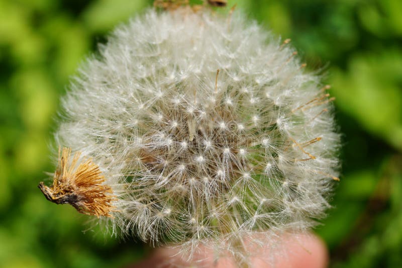 Dandelions stock photo. Image of flower, white, dandelions - 144213800