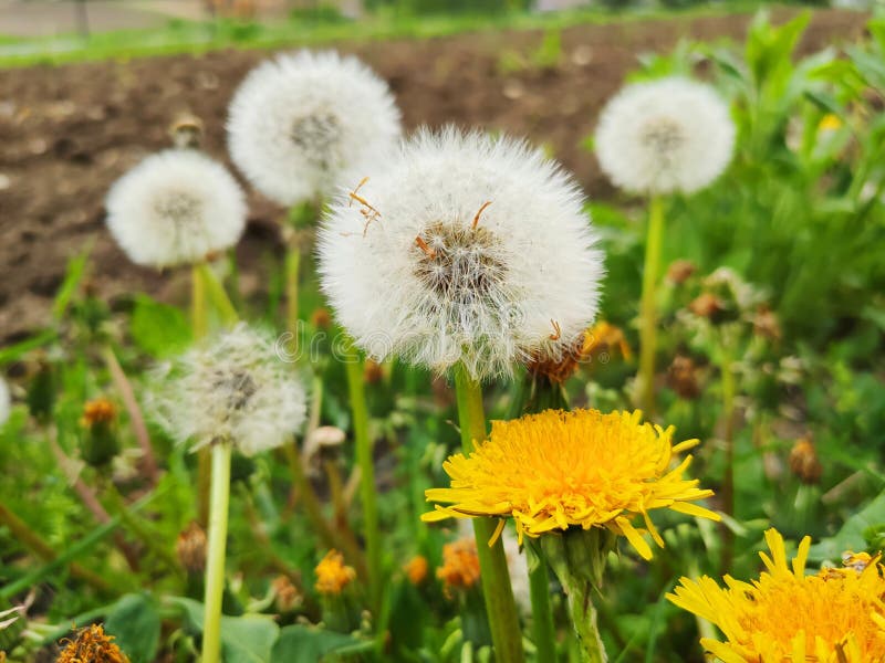 Dandelions Flowers Growing on Meadow Stock Image - Image of seasonal ...