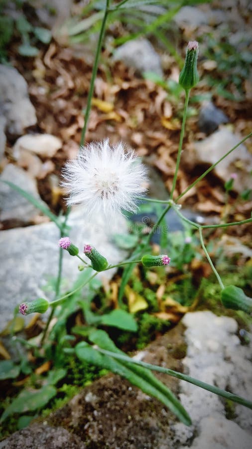 Dandelions Flowers between Rocks and Falling Leaves Stock Image - Image ...