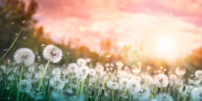Dandelions at Sunset stock image. Image of space, dandelion - 147777969