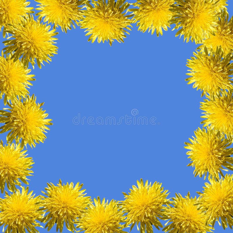 Dandelions frame stock photo. Image of color, dandelion - 14387336