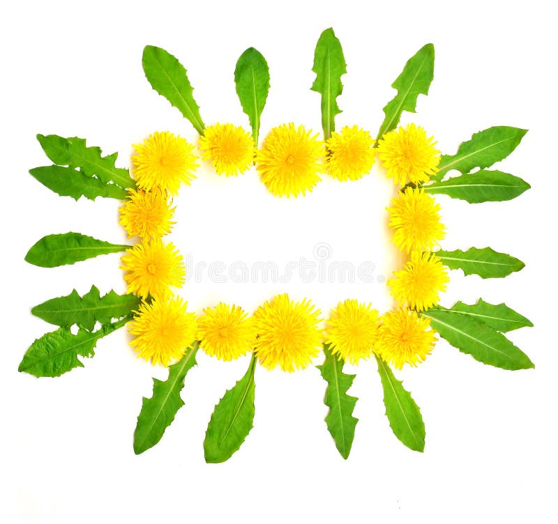 Dandelions Frame White Background Stock Photo - Image of meadow ...