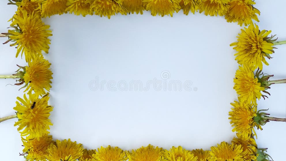 Dandelions. Frame of Dandelions Stock Photo - Image of frame ...