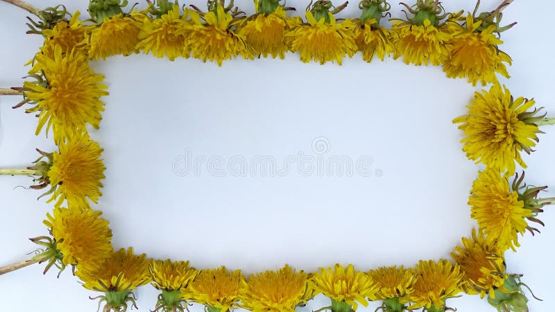 Dandelions. Frame of Dandelions Stock Photo - Image of leaf, flora ...
