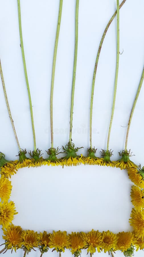 Dandelions. Frame of Dandelions Stock Image - Image of frame, colorful ...