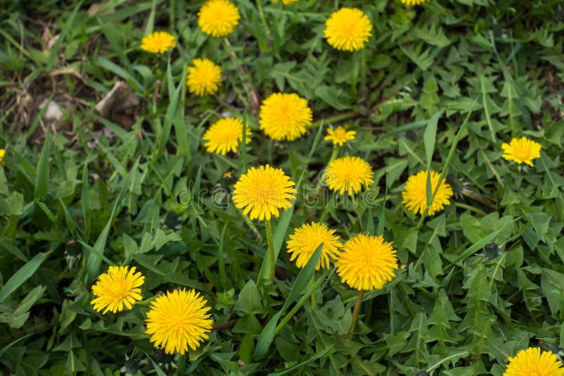 Dandelions in Full Bloom in Mid-spring Stock Image - Image of dandelion ...