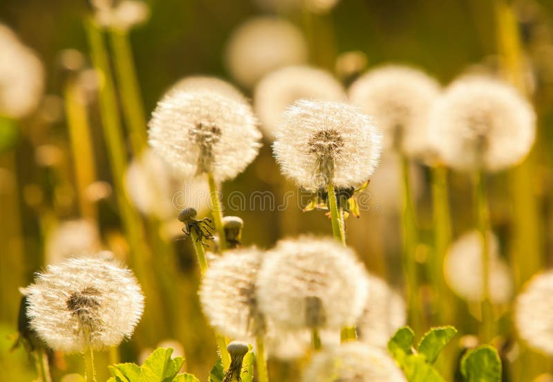 Dandelions stock image. Image of closeup, rural, botany - 73840431