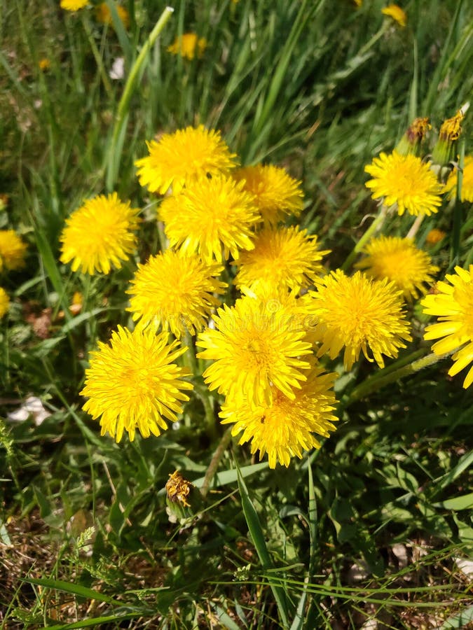 Dandelions in grass stock image. Image of lawn, daisy - 219370207