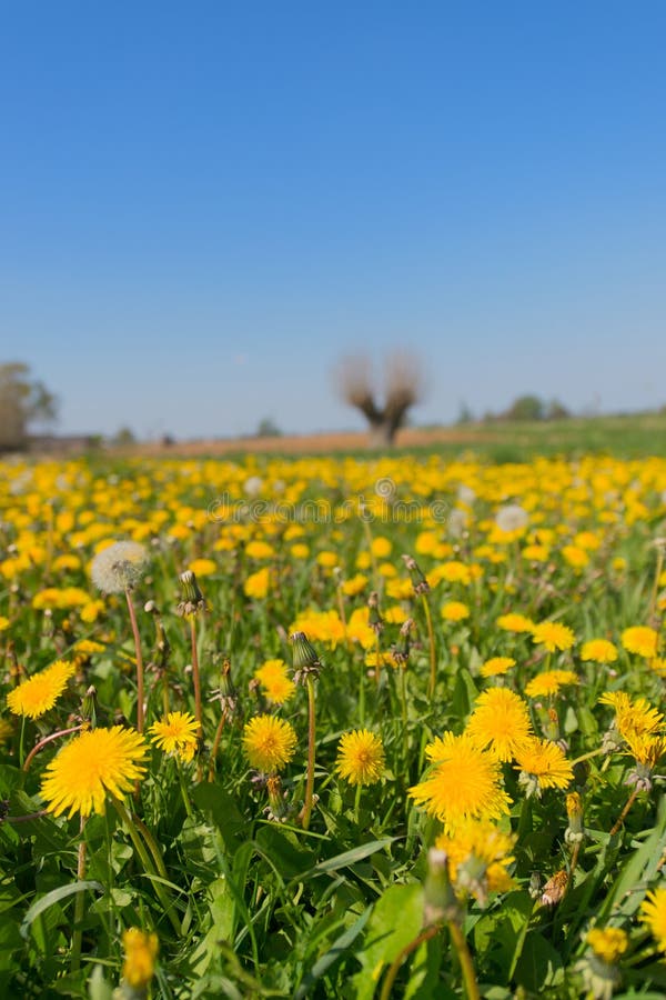Dandelions in landscape stock image. Image of blooming - 78907877