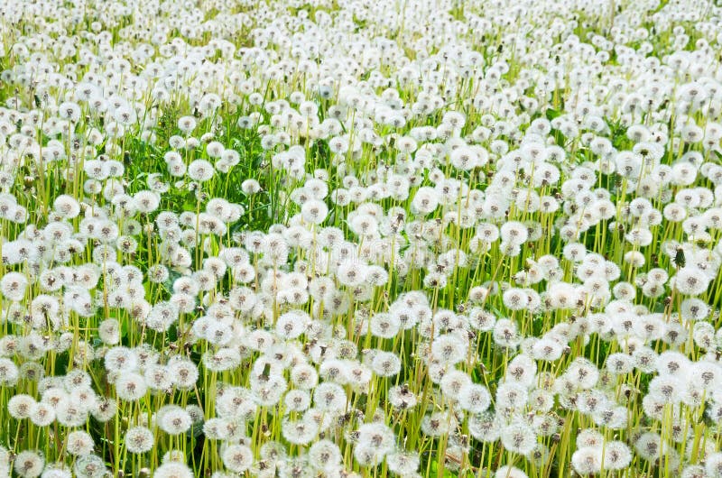Dandelions stock image. Image of head, botany, fragility - 44482413