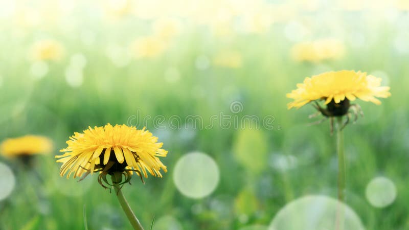 Dandelions in the Meadow Closeup. Beautiful Spring Background ...