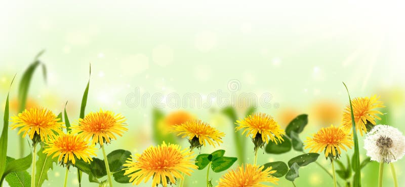Dandelions in the Meadow. Collage. Stock Photo - Image of colours ...