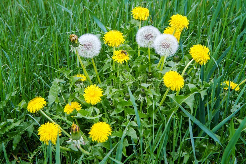 Dandelions in a Meadow in the Wild. Stock Photo - Image of bush, rural ...