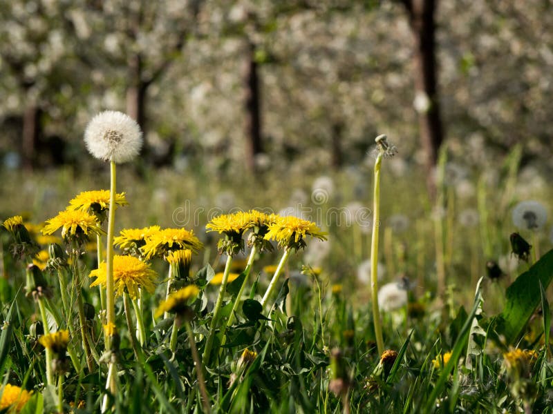 Dandelions on a medow stock image. Image of spring, dandelions - 183323353