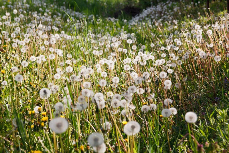 Dandelions in the nature stock image. Image of leaf, plant - 42491037
