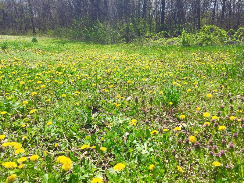 Dandelions in Open Field with Forest in Background Stock Image - Image ...