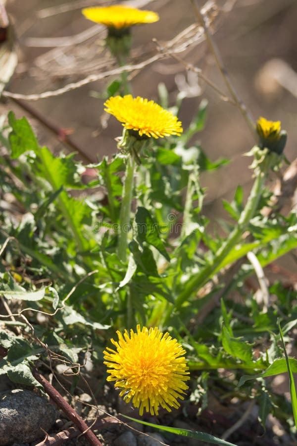 Dandelions stock image. Image of flowers, yellow, spring - 89500727
