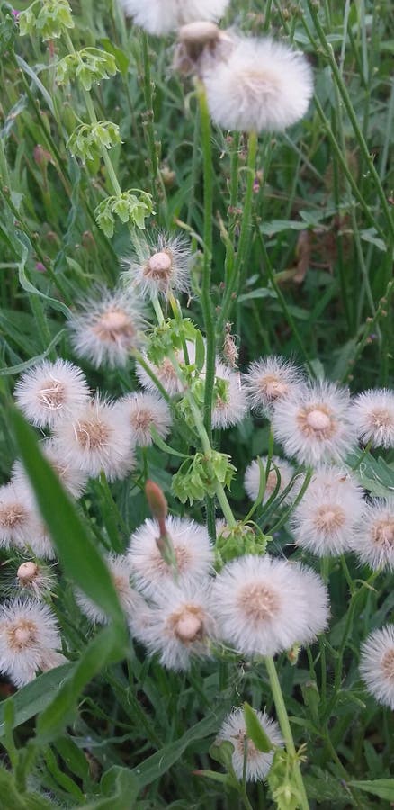 Dandelions stock photo. Image of spring, flower, beutyful - 185670634