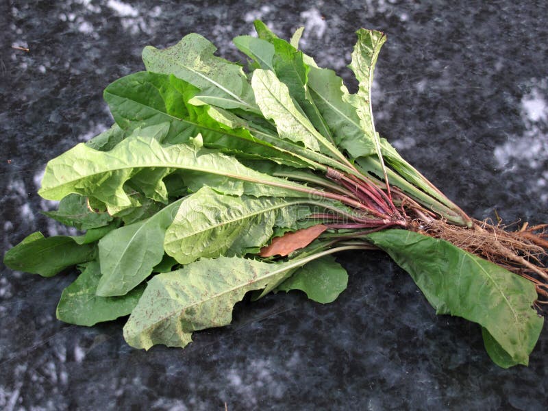 Dandelions with Roots Freshly Picked on Glass Table Stock Photo - Image ...