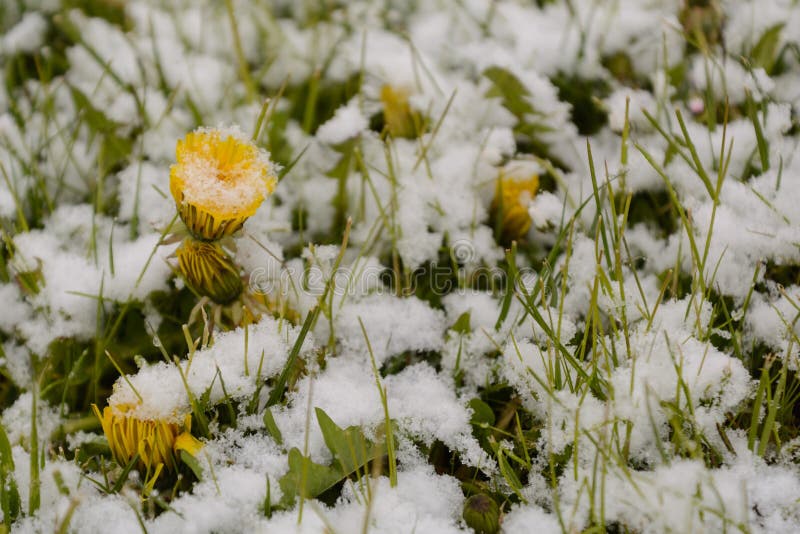 Dandelions in snow stock photo. Image of robust, spell - 77184430