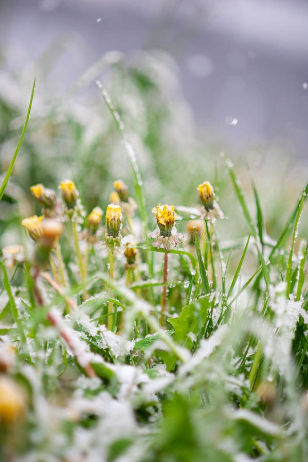 Dandelions in the Snow. Spring Snow with Rain. Stock Photo - Image of ...