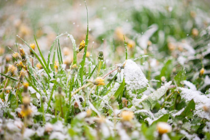 Dandelions in the Snow. Spring Snow with Rain. Stock Photo - Image of ...