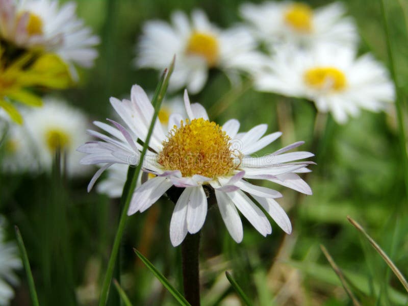 Dandelions in the spring stock photo. Image of lawn - 177986250