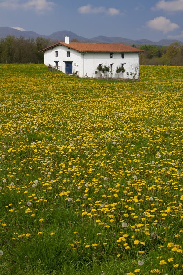 Dandelions spring farm stock image. Image of flower, grass - 23813429